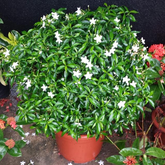 Flowering Plant - Ervatamia / Tabernaemontana Divaricata / East Indian ...