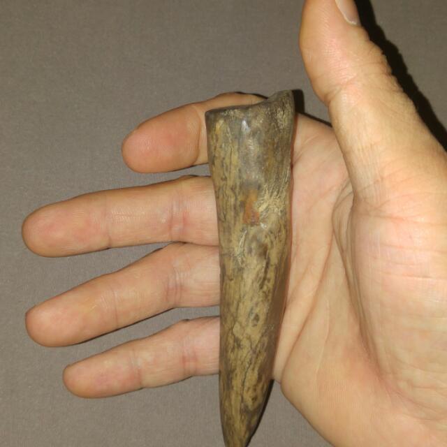 Fosil Les Kayu Jati Alami(Petrified Teak Wood), Hobbies & Toys ...