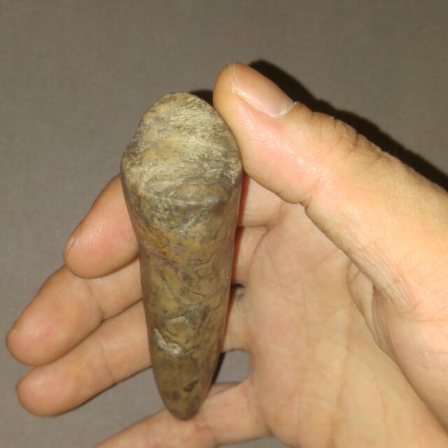 Fosil Les Kayu Jati Alami(Petrified Teak Wood), Hobbies & Toys ...