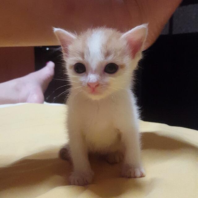 1 Month Old Kitten, Everything Else on Carousell