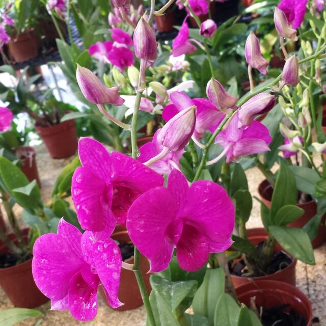 Orchids - Mini Dendrobium Orchid (10.5cm pot), Furniture & Home Living ...