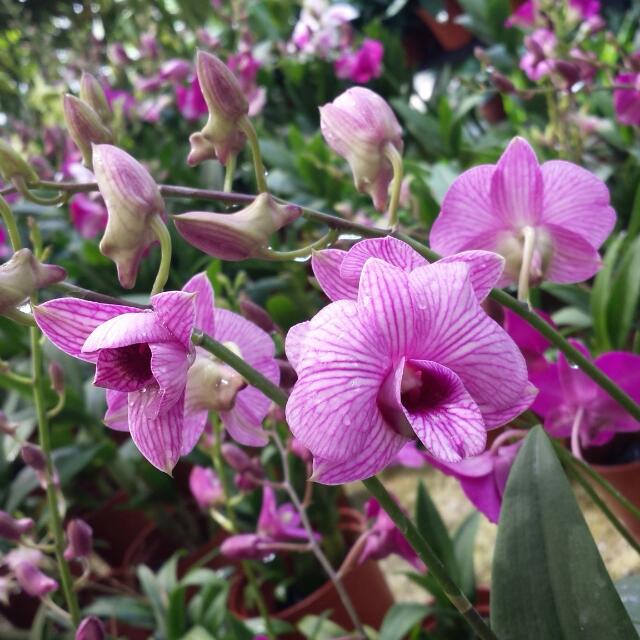 Orchids - Mini Dendrobium Orchid (10.5cm pot), Furniture & Home Living ...