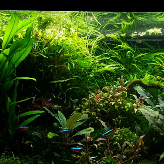 Microsorum Pteropus "Trident" Java Fern, Pet Supplies, Homes & Other ...