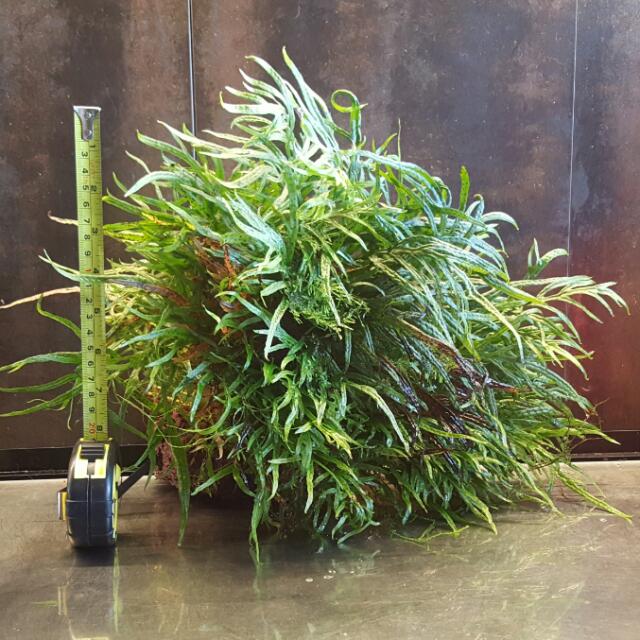 Microsorum Pteropus "Trident" Java Fern, Pet Supplies, Homes & Other ...