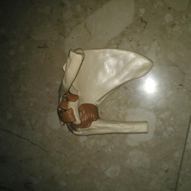 Shoulder Model, Hobbies & Toys, Toys & Games on Carousell
