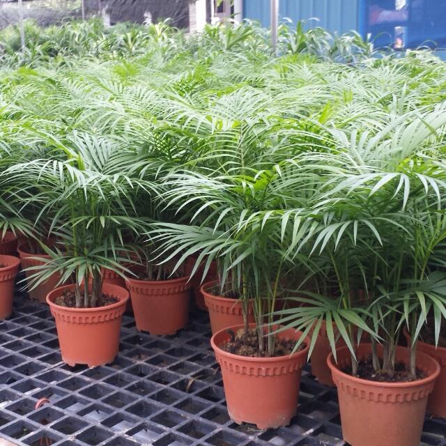 Plant - Java Palm ($14.90/$55), Furniture & Home Living, Gardening ...