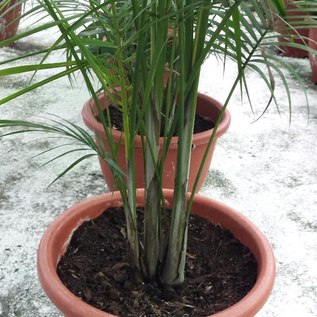 Plant - Java Palm ($14.90/$55), Furniture & Home Living, Gardening ...