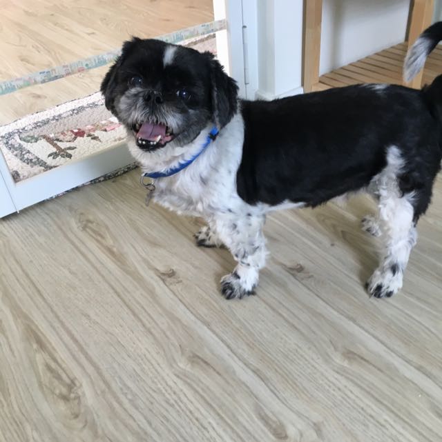 Free Cute Photos Of My Dogs To cheer You Up, Everything Else on Carousell