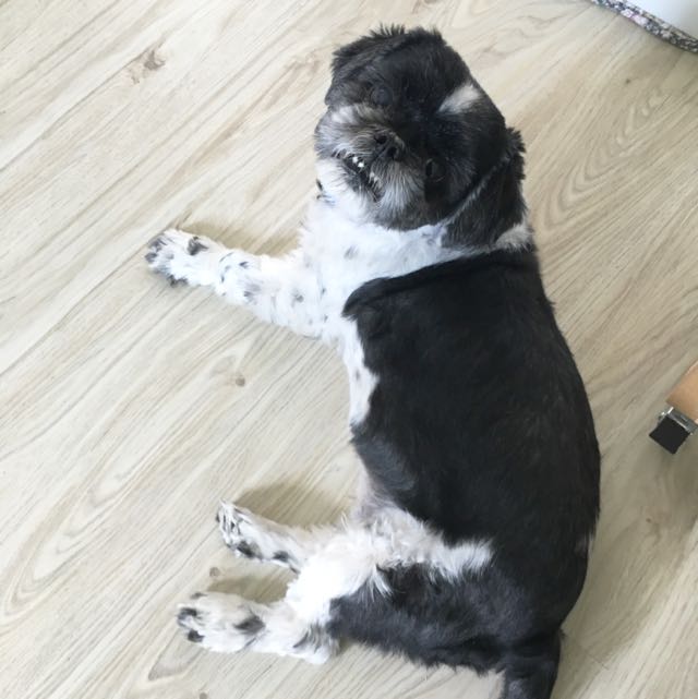 Free Cute Photos Of My Dogs To cheer You Up, Everything Else on Carousell