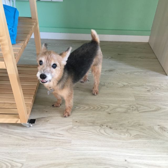 Free Cute Photos Of My Dogs To cheer You Up, Everything Else on Carousell