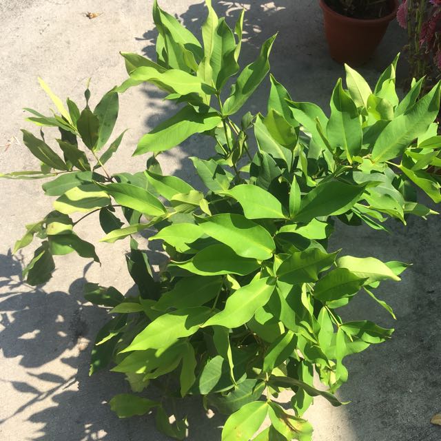 Jambu Plant, Furniture & Home Living, Gardening, Plants & Seeds on ...