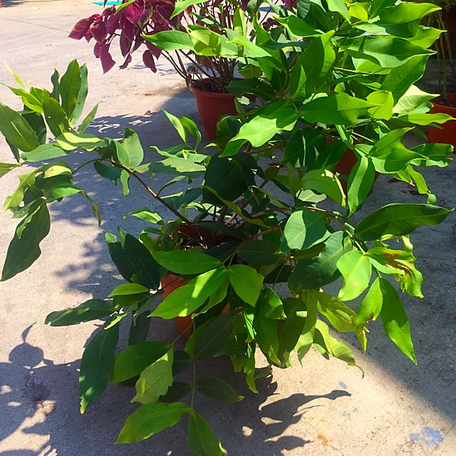 Jambu Plant, Furniture & Home Living, Gardening, Plants & Seeds on ...