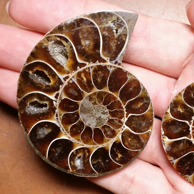 Ammonite Fossil Split Pair Real Crystal Shell Dinosaur Age Madagascar ...
