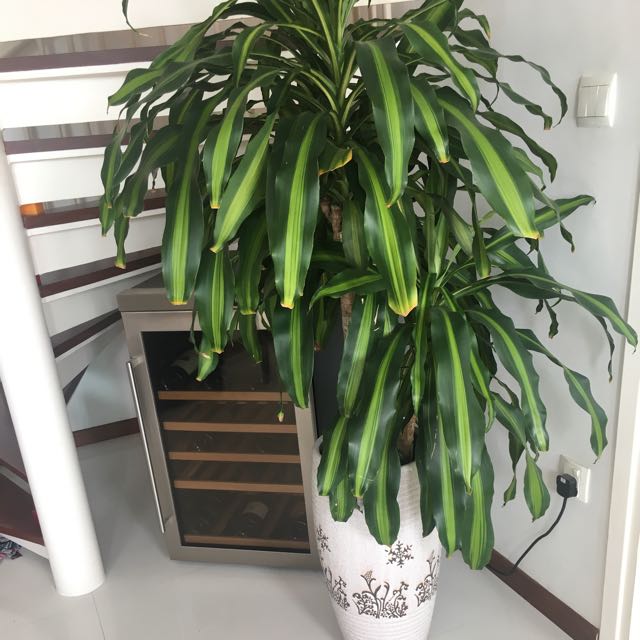 Dragena Plant, Furniture & Home Living, Gardening, Plants & Seeds on ...