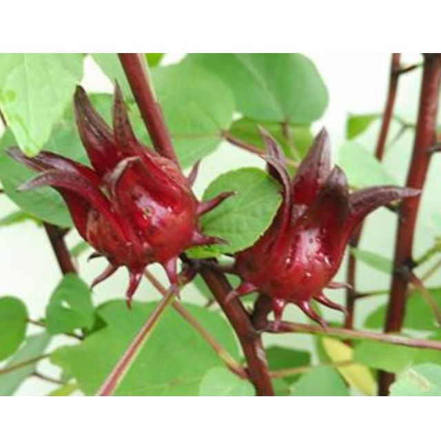 Rosella seeds, Furniture & Home Living, Gardening, Plants & Seeds on ...