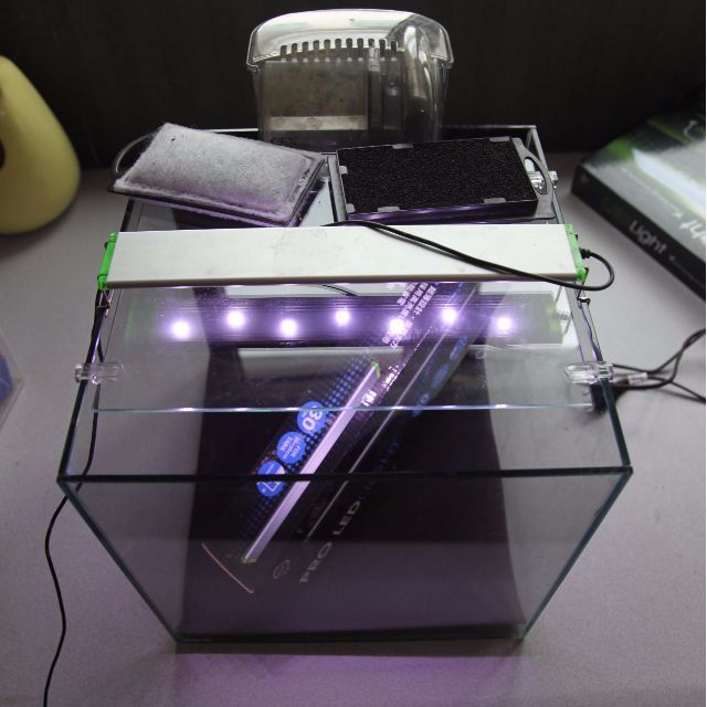 GEX Glassterior 30cm cube tank, Pet Supplies, Homes & Other Pet Accessories on Carousell