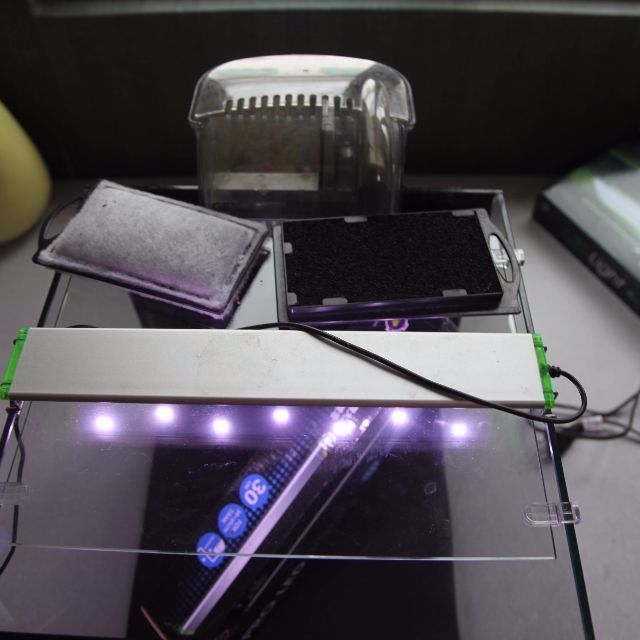 GEX Glassterior 30cm cube tank, Pet Supplies, Homes & Other Pet Accessories on Carousell