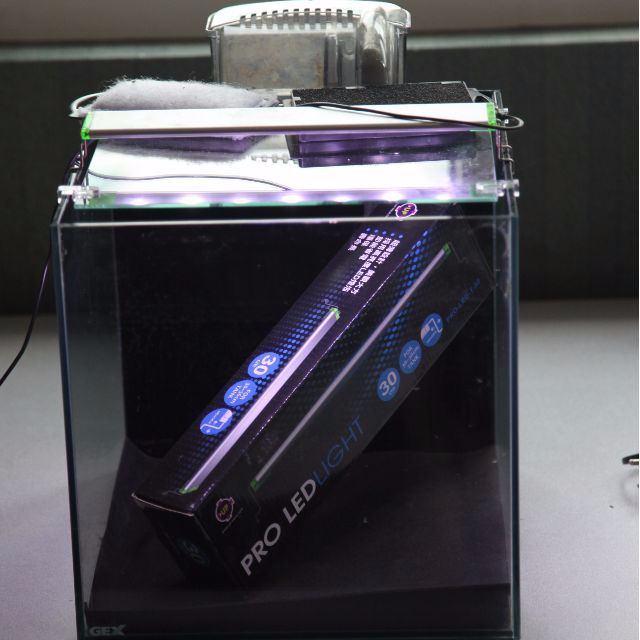 GEX Glassterior 30cm cube tank, Pet Supplies, Homes & Other Pet Accessories on Carousell