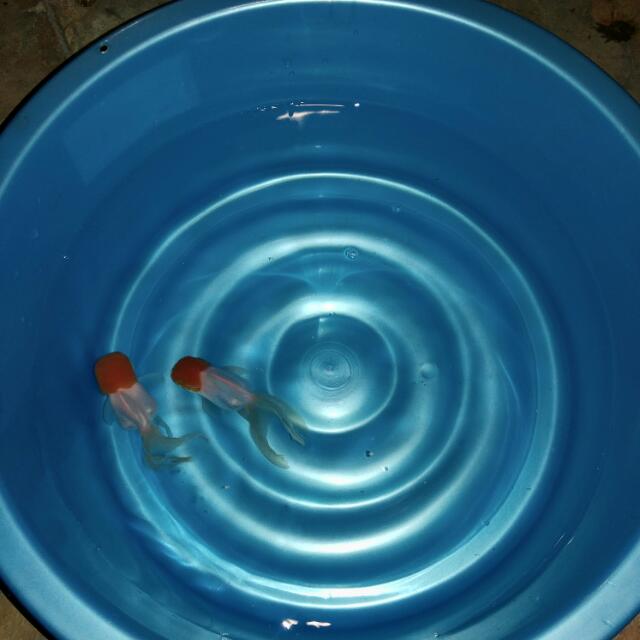 Round Eternity Plastic Tubs, For Viewing And Rearing Top View Fish ...