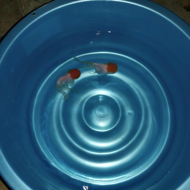 Round Eternity Plastic Tubs, For Viewing And Rearing Top View Fish ...