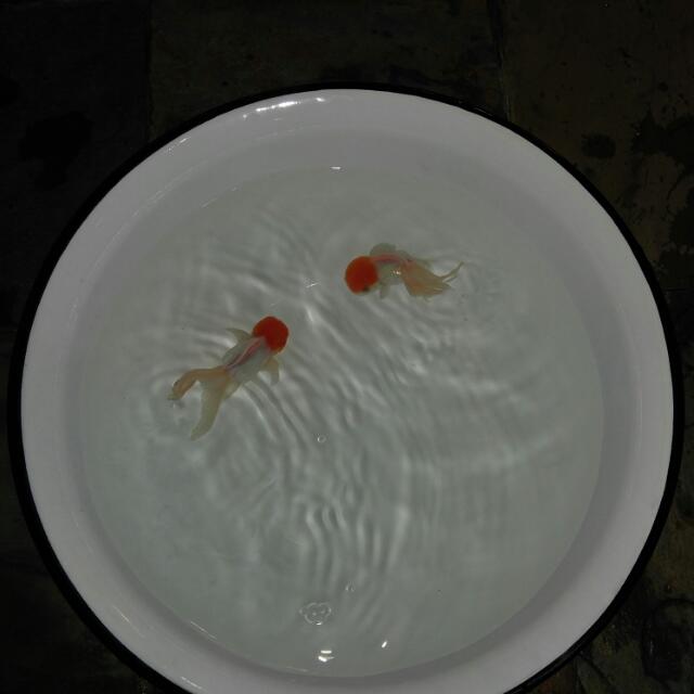 Round Eternity Plastic Tubs, For Viewing And Rearing Top View Fish ...