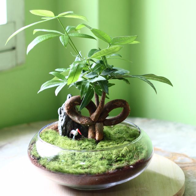 Pachira Aquatica Bonsai