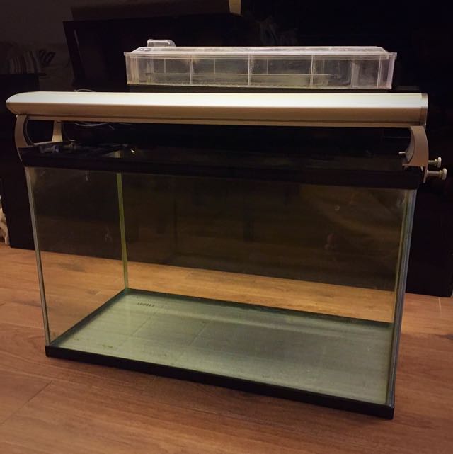 Standard 2ft Tank, Everything Else on Carousell