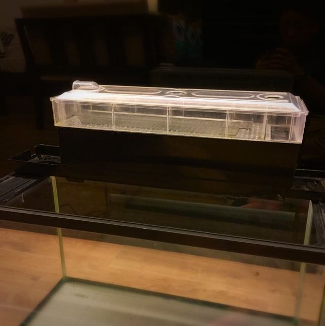 Standard 2ft Tank, Everything Else on Carousell