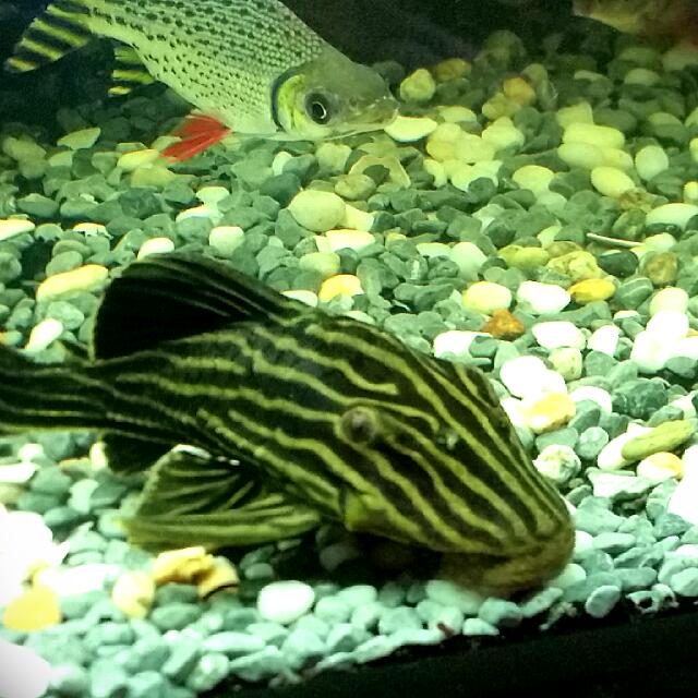 L27 JAMANXIM Pleco...., Pet Supplies, Homes & Other Pet Accessories on ...