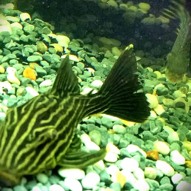 L27 JAMANXIM Pleco...., Pet Supplies, Homes & Other Pet Accessories on ...