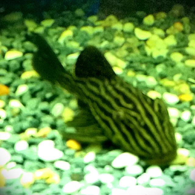 L27 JAMANXIM Pleco...., Pet Supplies, Homes & Other Pet Accessories on ...