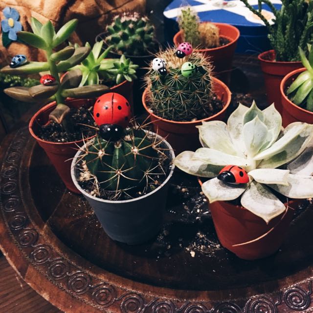 Terrarium / Succulent Miniature Ladybug Figurines, Furniture & Home ...