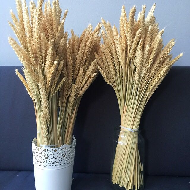 Dried Wheat, Hobbies & Toys, Stationery & Craft, Flowers & Bouquets on ...