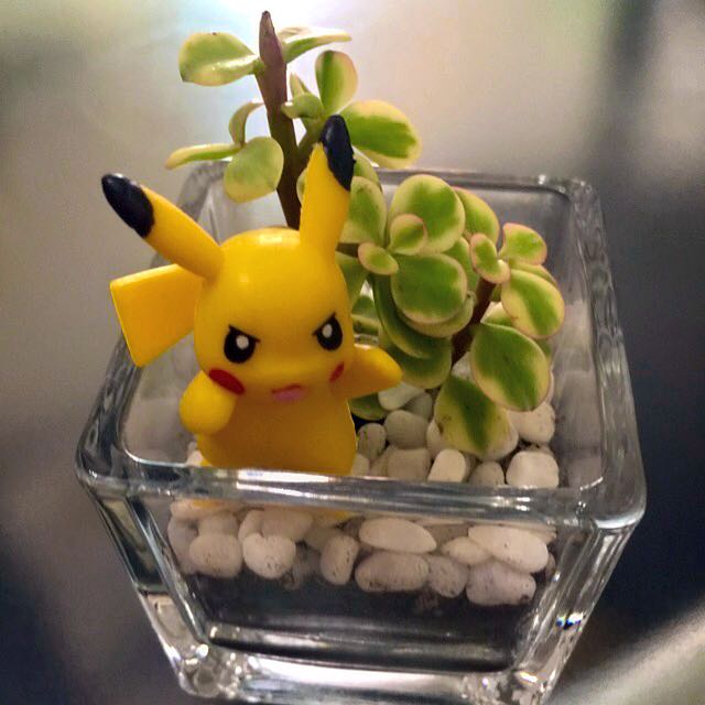 Pokemon Pikachu with In-house Plants, Furniture & Home Living ...
