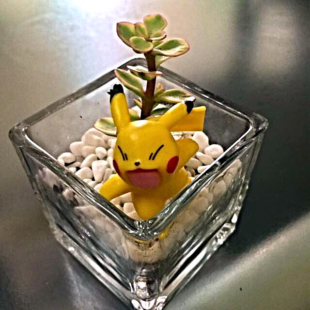 Pokemon Pikachu with In-house Plants, Furniture & Home Living ...