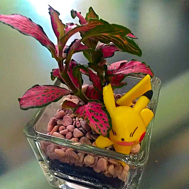 Pokemon Pikachu with In-house Plants, Furniture & Home Living ...