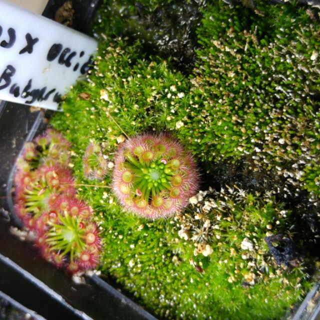 Drosera X [patens X Occidentalis], Furniture & Home Living, Gardening ...
