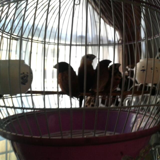 Four Birds, Pet Supplies, Homes & Other Pet Accessories on Carousell