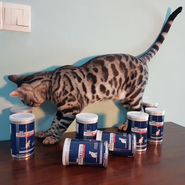 Transfer Factor Feline Complete, Pet Supplies, Homes & Other Pet ...