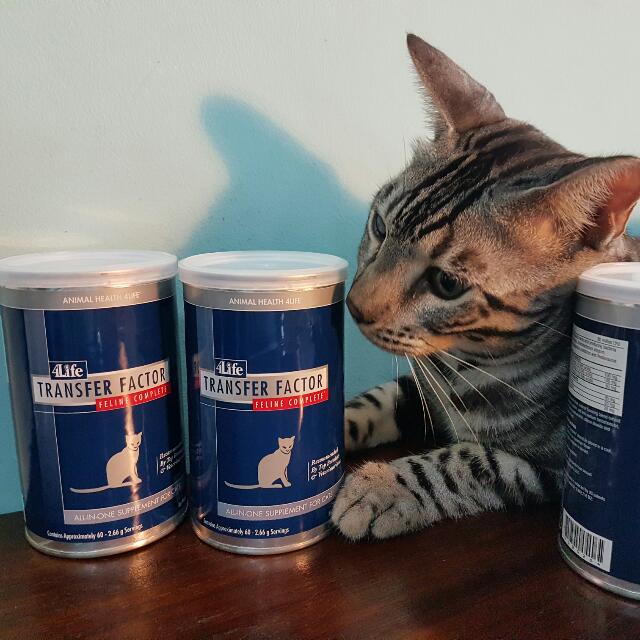 Transfer Factor Feline Complete, Pet Supplies, Homes & Other Pet ...
