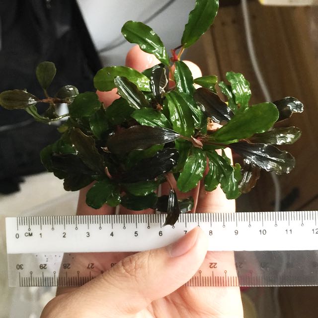Bucephalandra Sp. Hulu Boyan (Reserved), Furniture & Home Living ...