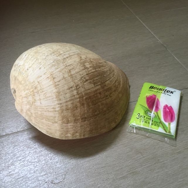 BIG Shells, Everything Else on Carousell