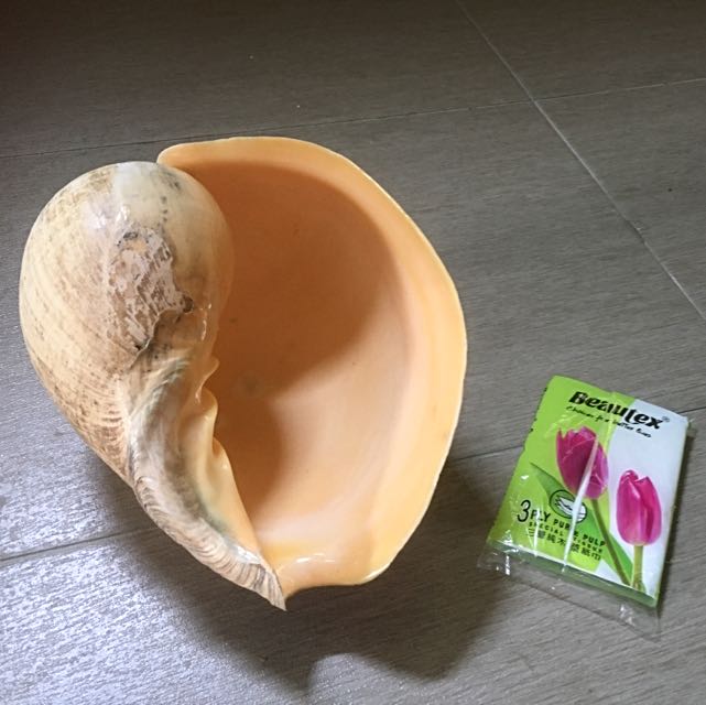 BIG Shells, Everything Else on Carousell