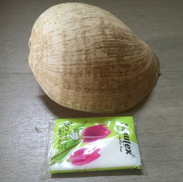 BIG Shells, Everything Else on Carousell