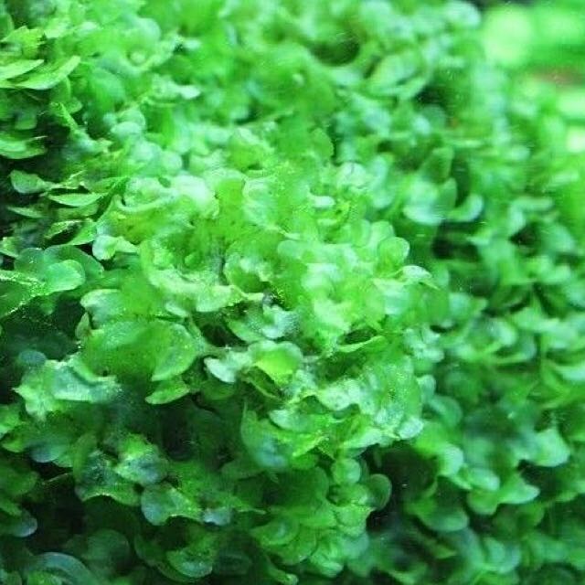 German Seaweed Subwassertang, Furniture & Home Living, Gardening ...