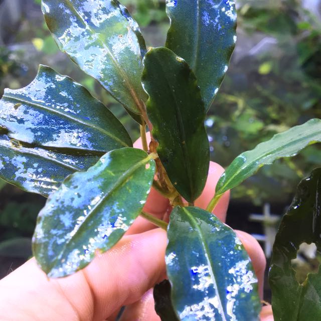 Bucephalandra Deep Blue (Kapuas Hulu), Furniture & Home Living ...