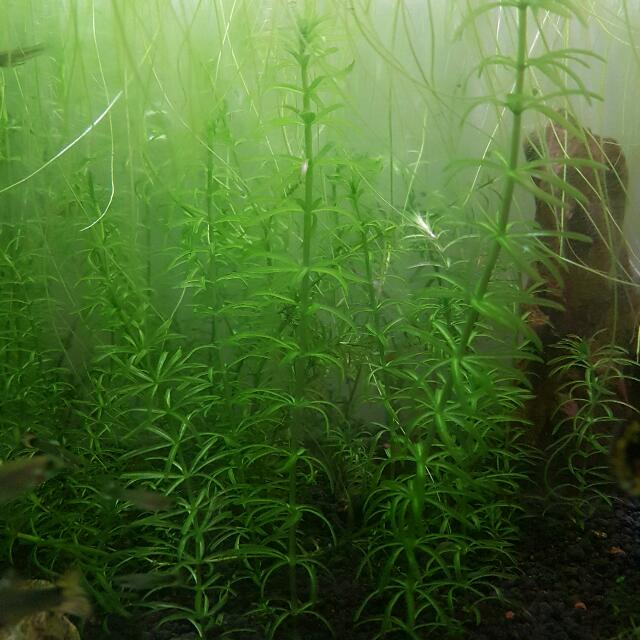Anacharis, Aquarium Plant, Furniture & Home Living, Gardening, Plants ...