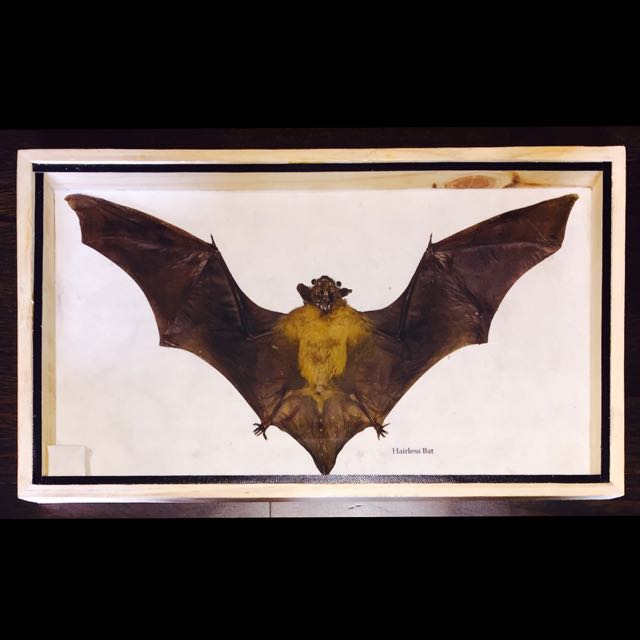 Real Giant Hairless Bat Insect Taxidermy, Hobbies & Toys, Stationery ...