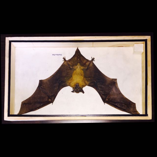 Real Giant Hairless Bat Insect Taxidermy, Hobbies & Toys, Stationery ...
