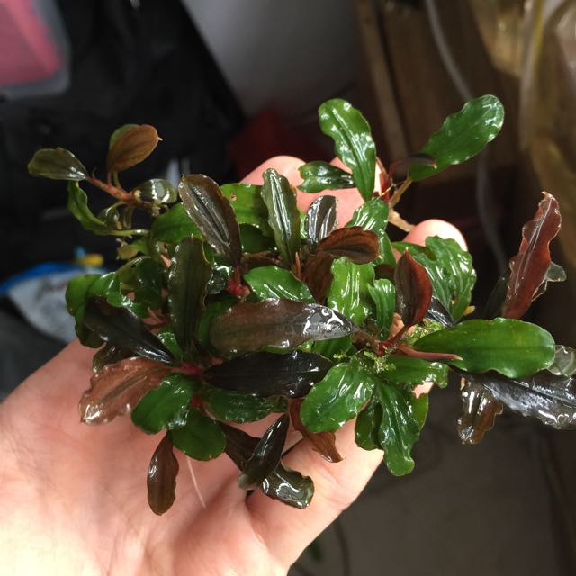 Bucephalandra Sp. Hulu Boyan (Reserved), Furniture & Home Living ...